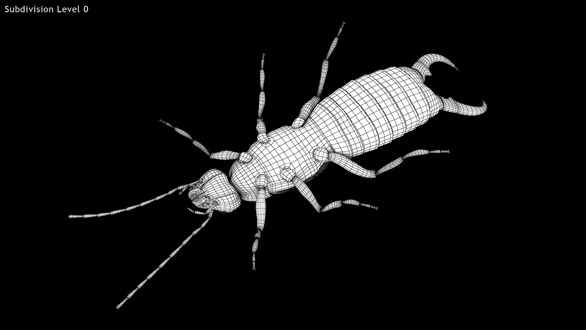 Earwig Forficula Auricularia Max