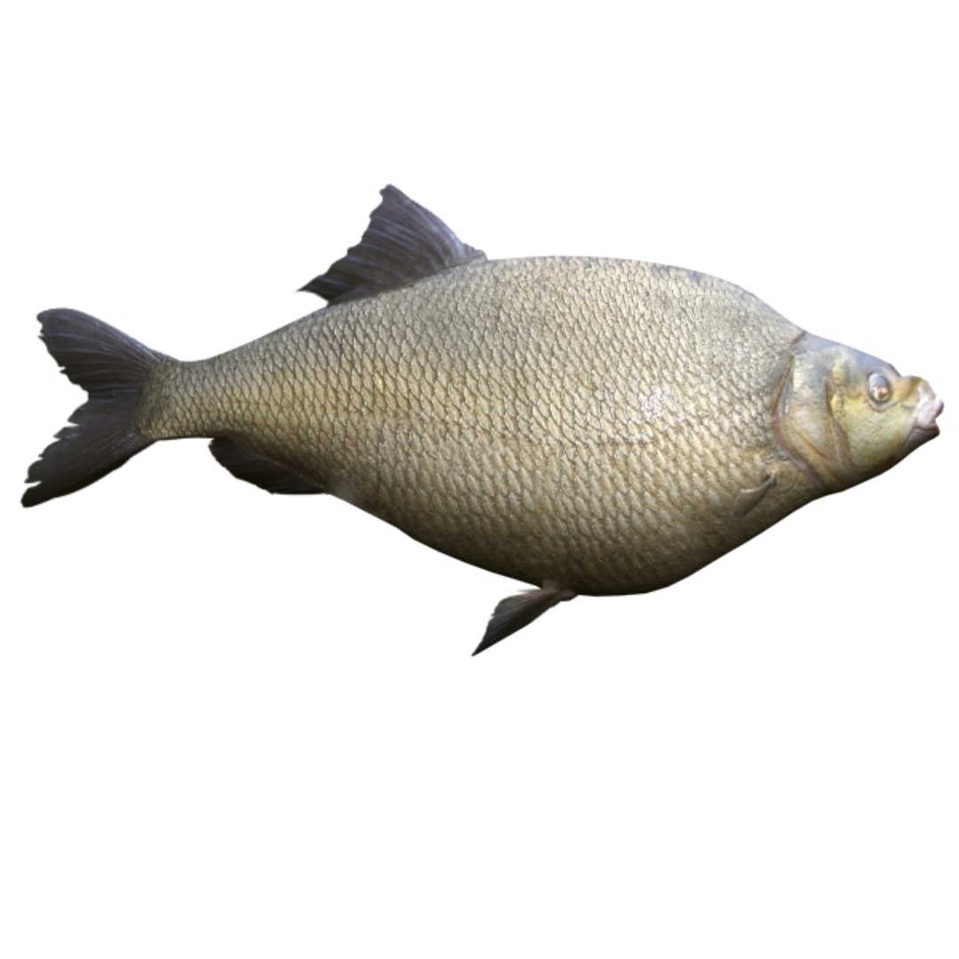 3d bream mesh bones model