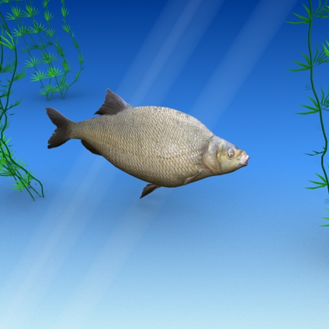 3d bream mesh bones model