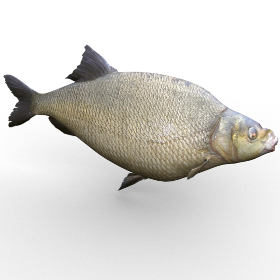 3d bream mesh bones model