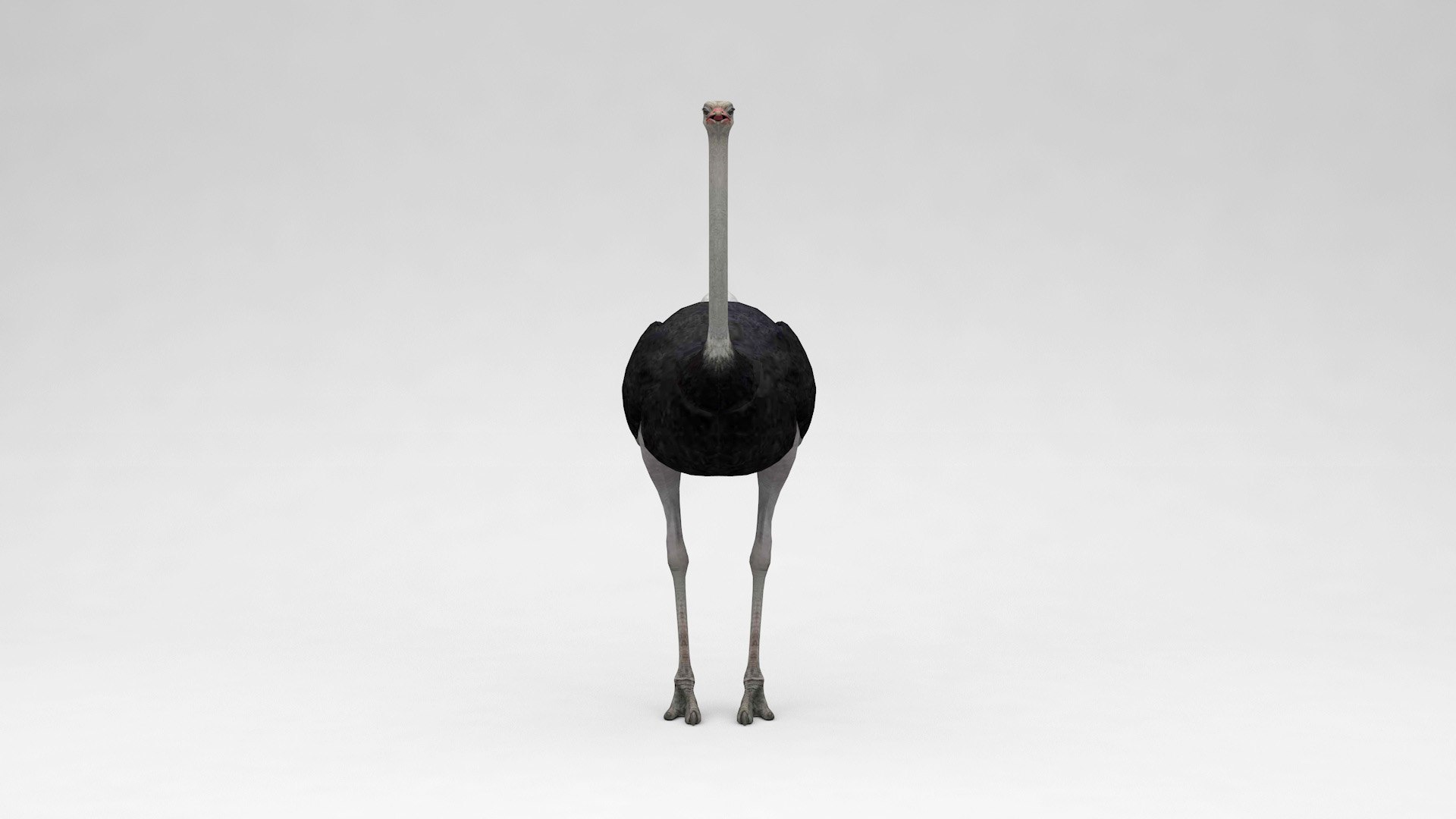3D Ostrich Model - TurboSquid 2034863
