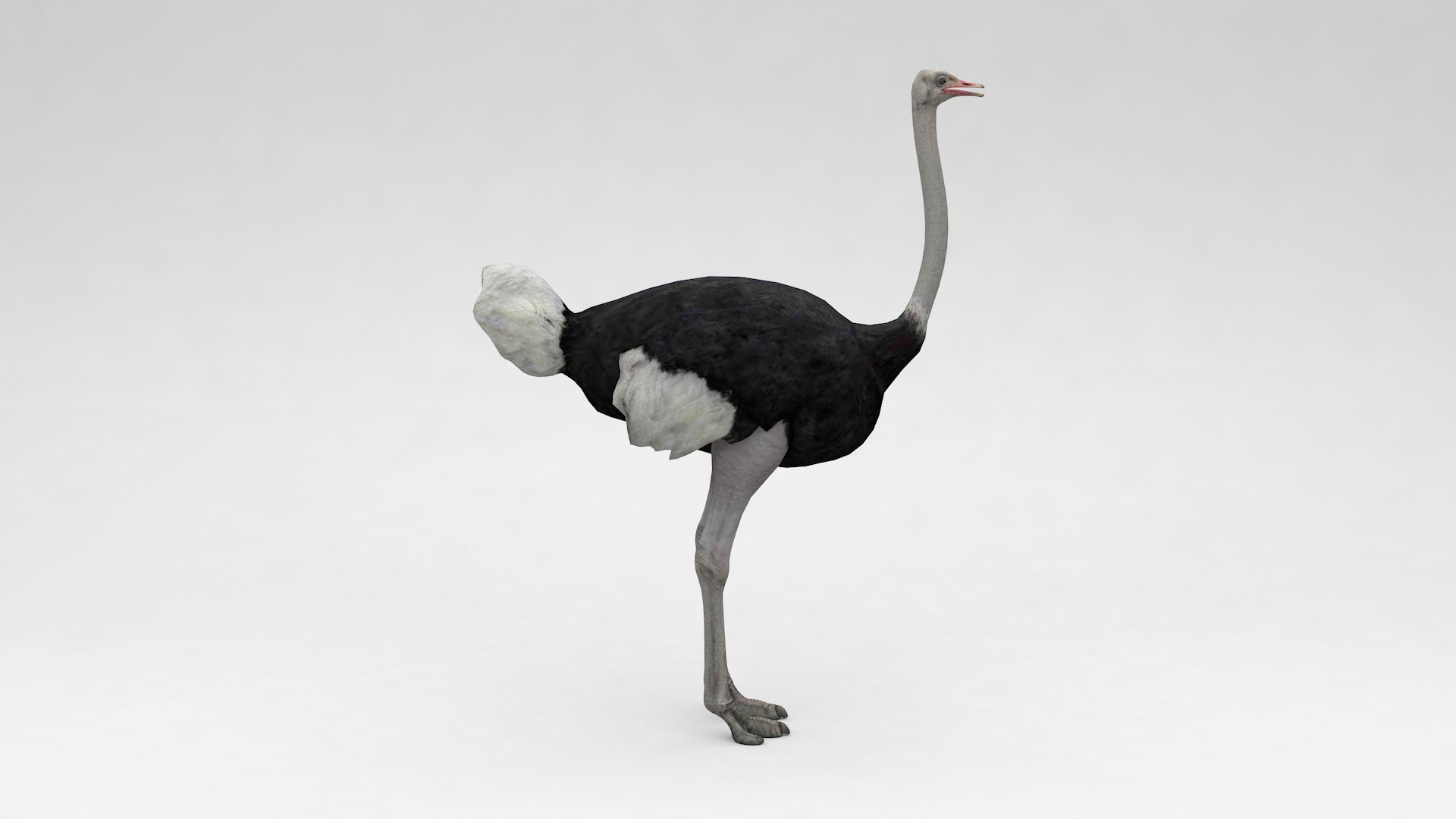 3D Ostrich Model - TurboSquid 2034863
