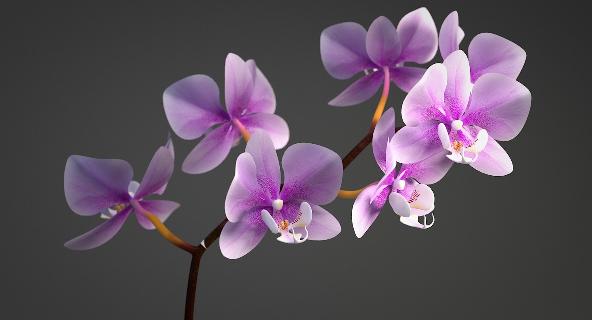 3d Realistic Orchid Flower Turbosquid 1258581