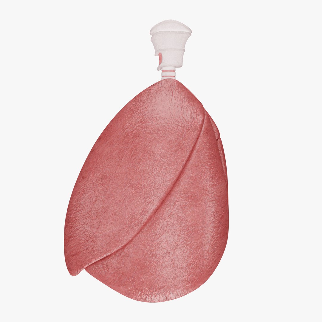 Human Lungs 3D Model - Realistic Human Lungs Anatomy 3D - TurboSquid ...