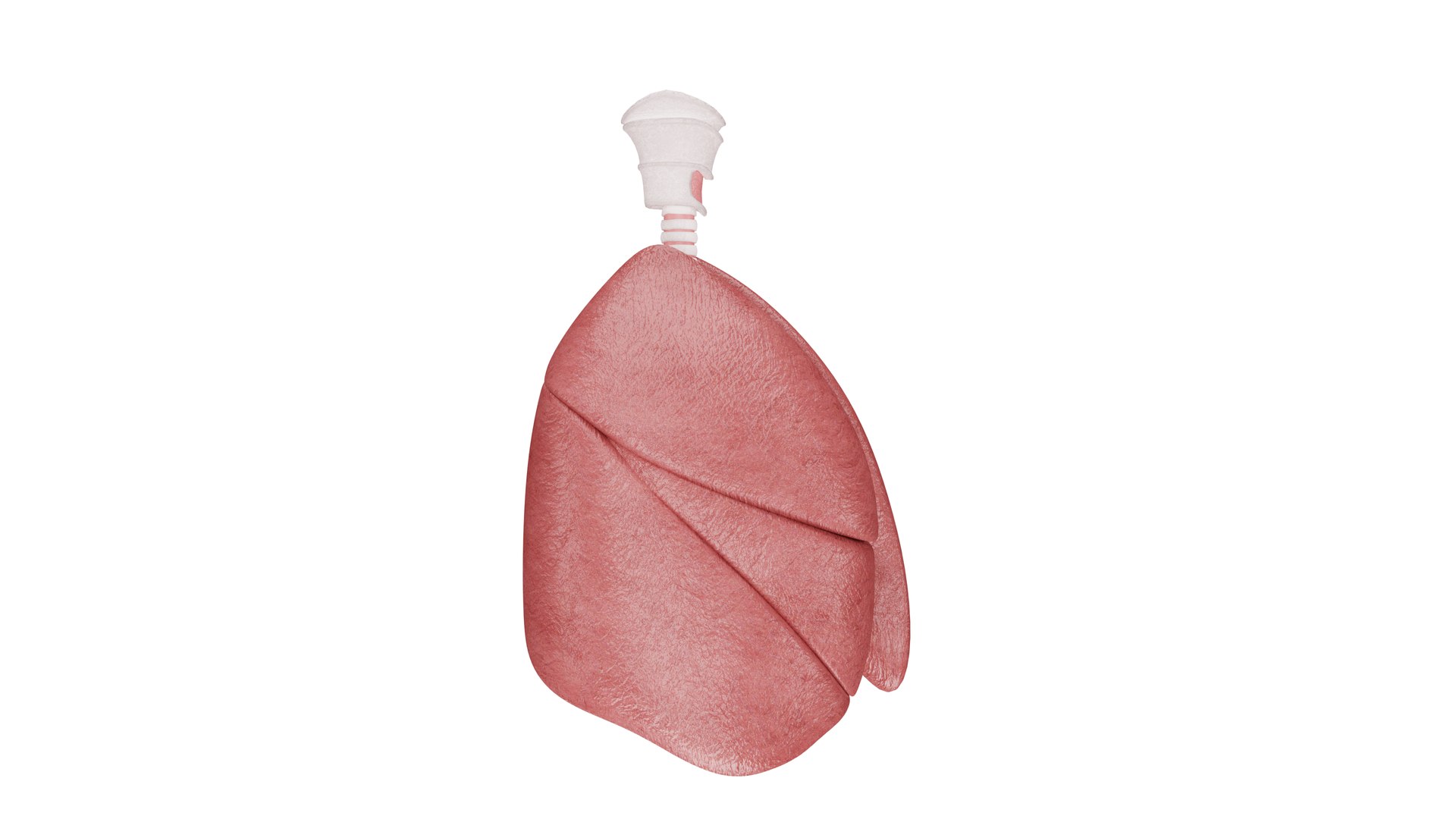 Human Lungs 3D Model - Realistic Human Lungs Anatomy 3D - TurboSquid ...