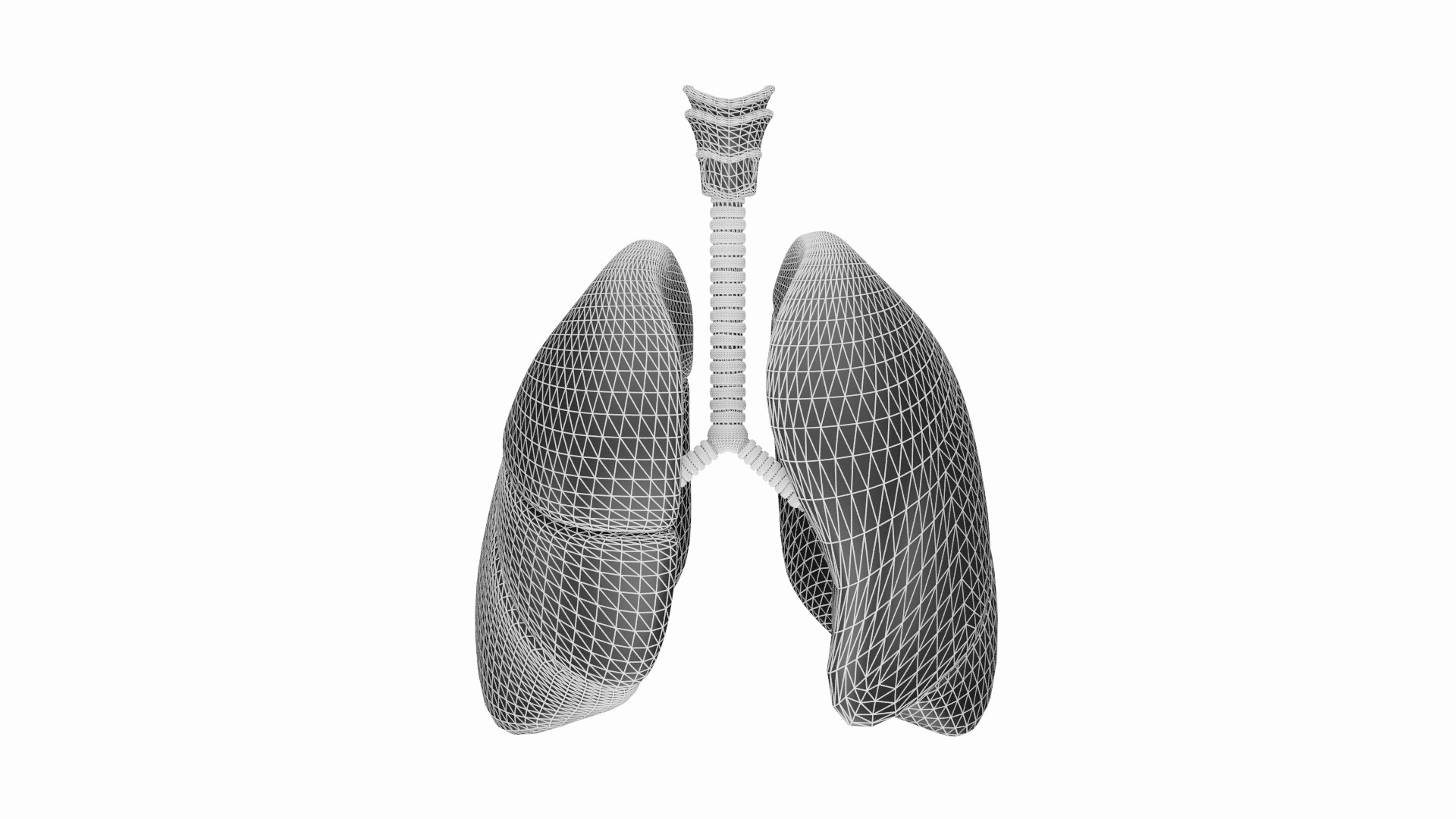 Human Lungs 3D Model - Realistic Human Lungs Anatomy 3D - TurboSquid ...