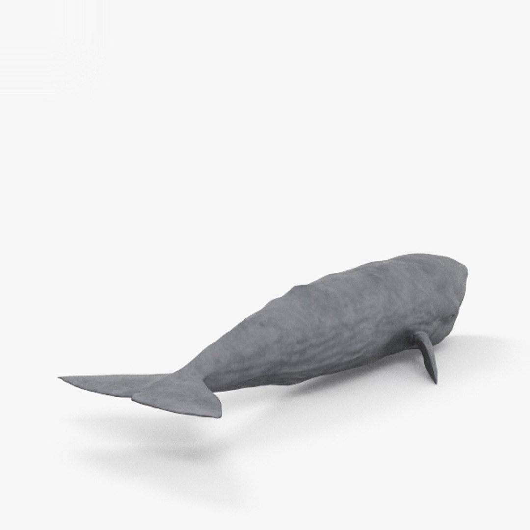 Sperm Whale 3D Model - TurboSquid 1438372