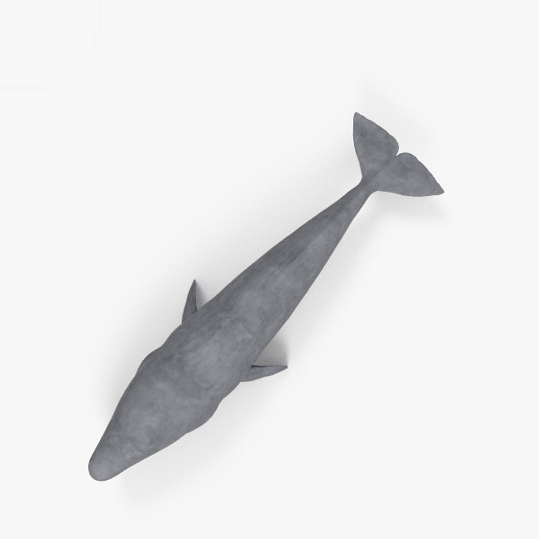 Sperm Whale 3D Model - TurboSquid 1438372