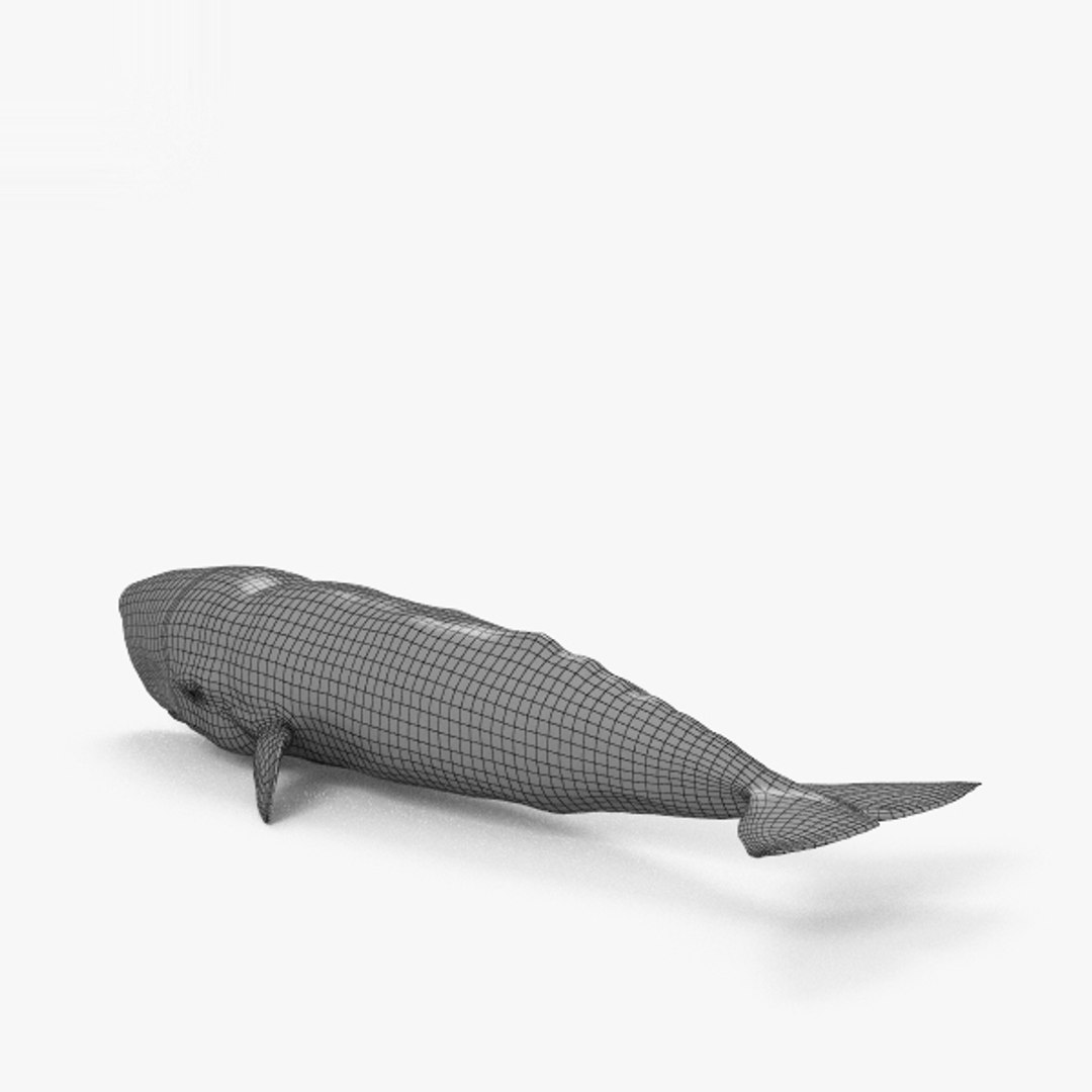 Sperm Whale 3D Model - TurboSquid 1438372