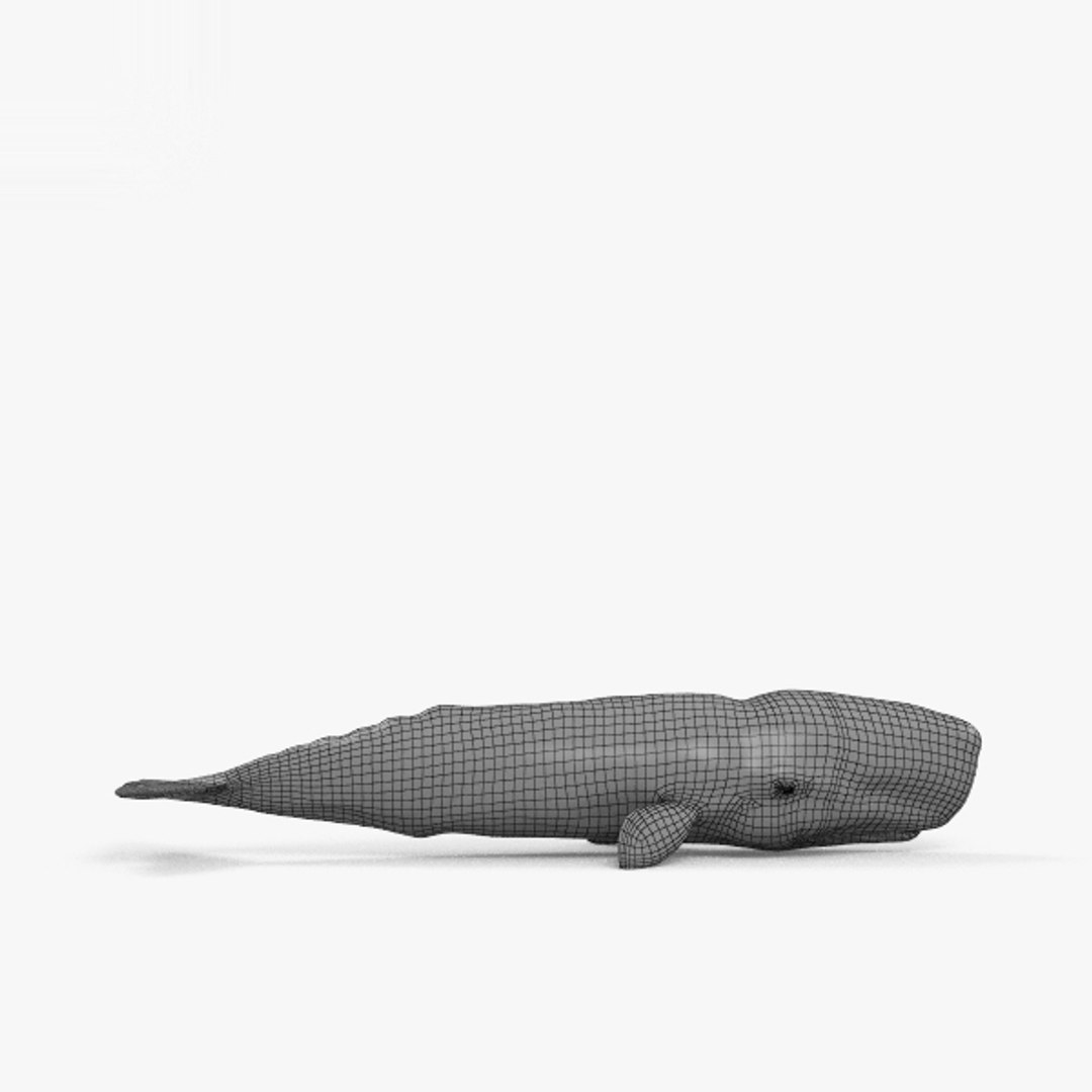Sperm Whale 3D Model - TurboSquid 1438372