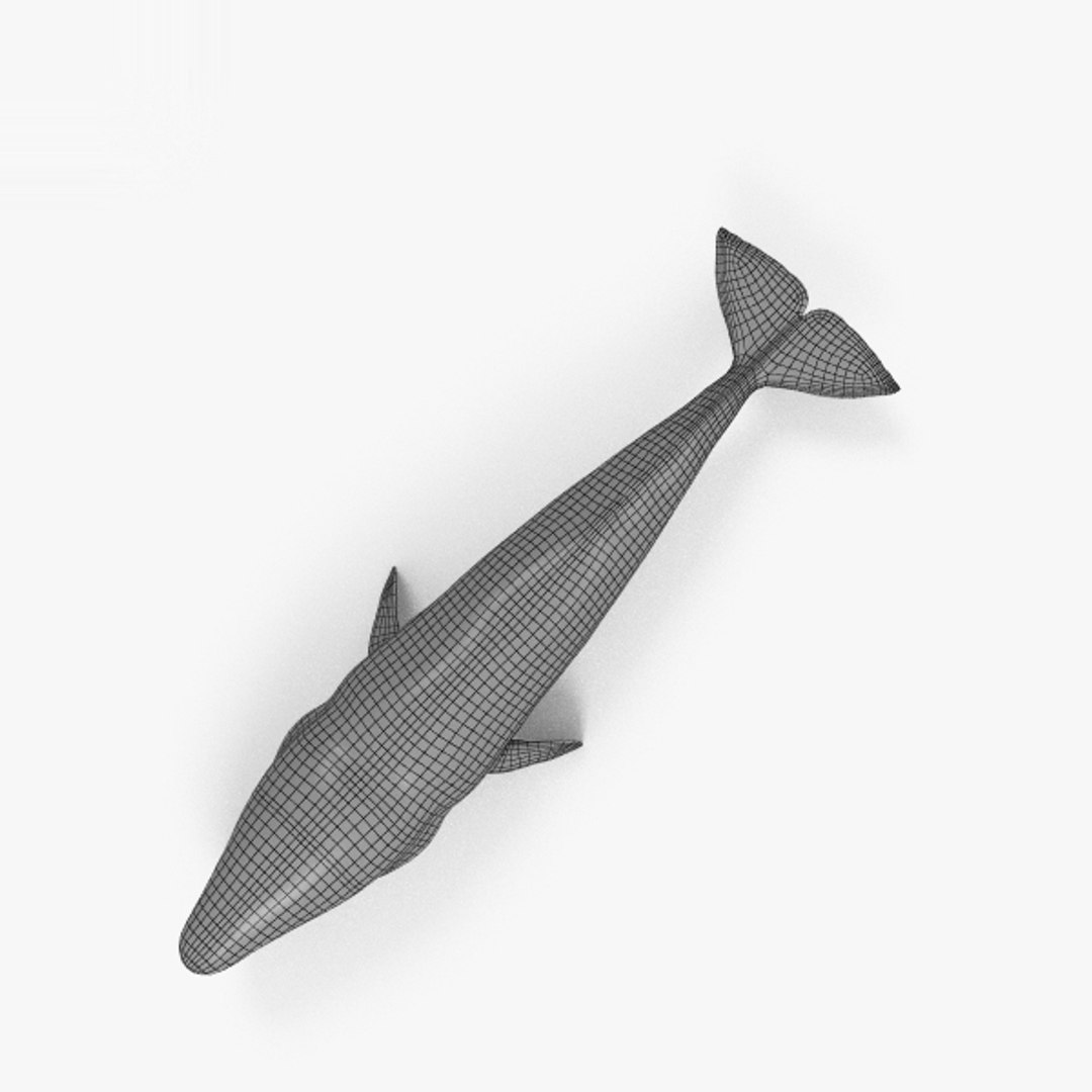 Sperm Whale 3D Model - TurboSquid 1438372