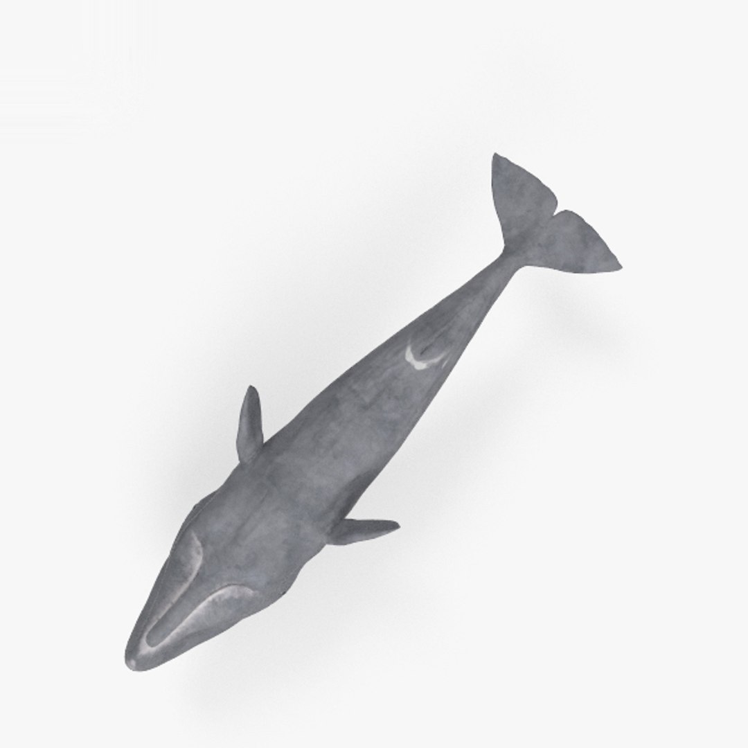 Sperm Whale 3D Model - TurboSquid 1438372