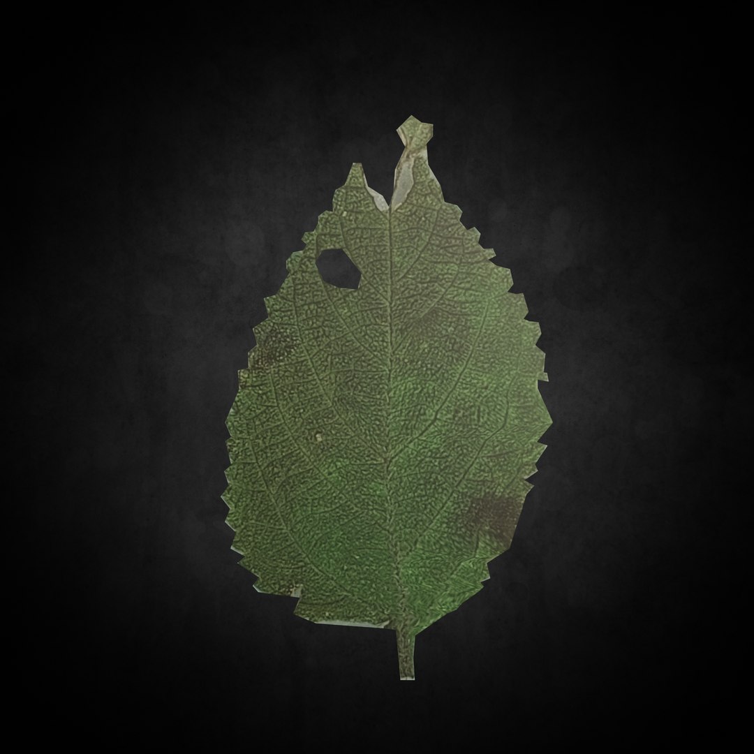 Low Poly Leaf 024 3D Model - TurboSquid 1852144