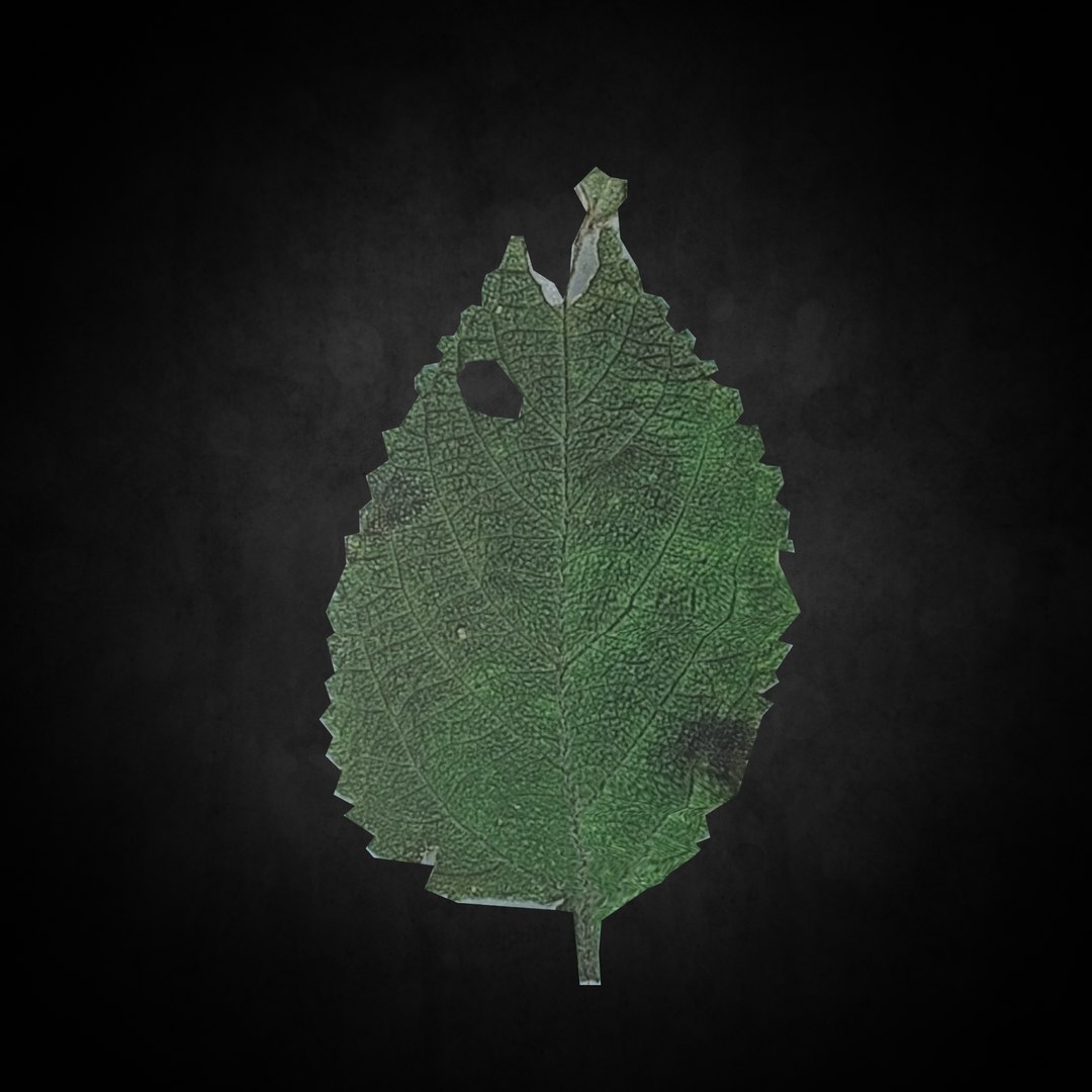 Low Poly Leaf 024 3D Model - TurboSquid 1852144