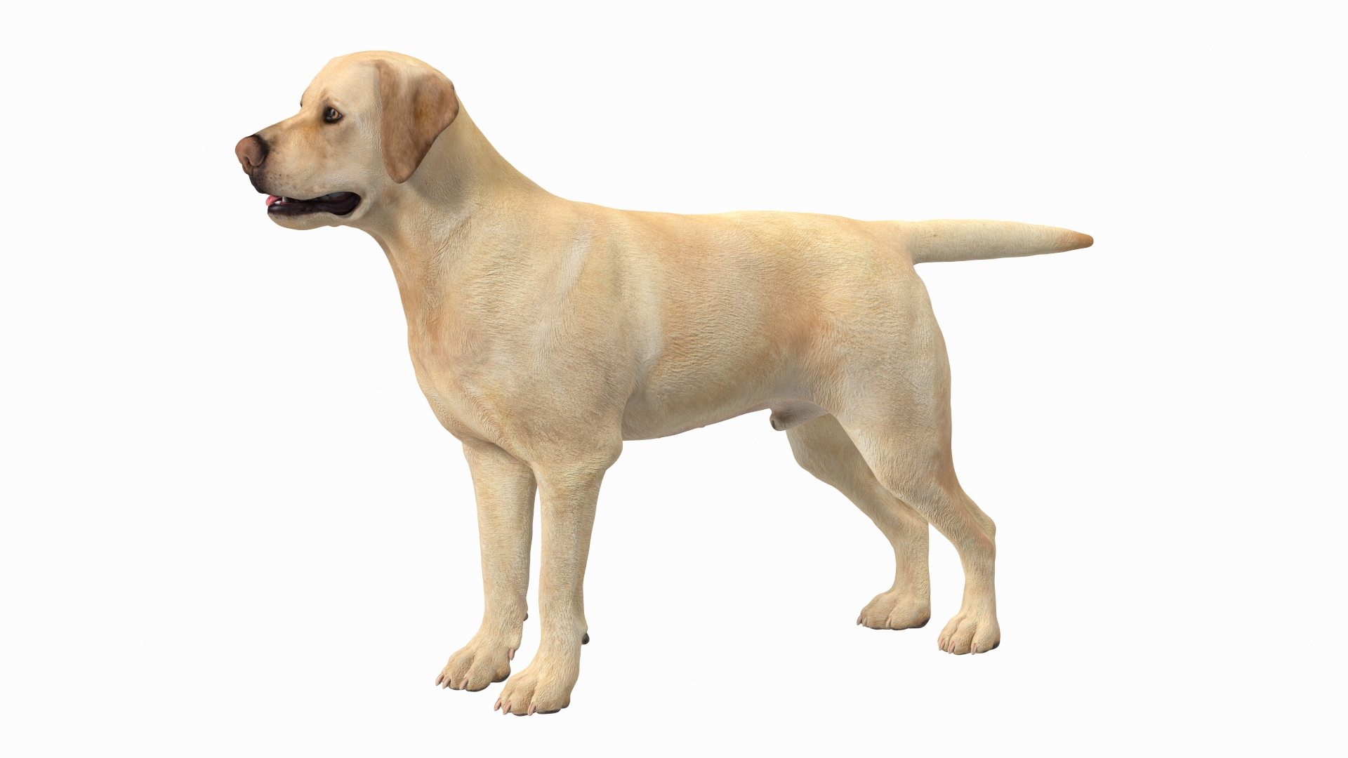 3D Labrador Dog White Rigged For Modo Model - TurboSquid 1859758