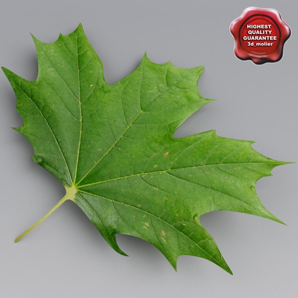 Maple Leaves 3D Models for Download | TurboSquid