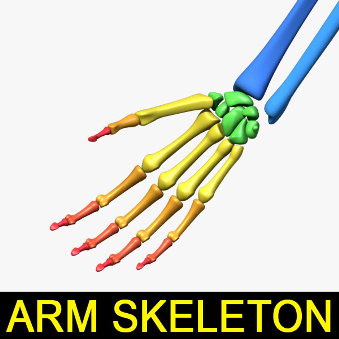 3d Max Human Arm Skeleton