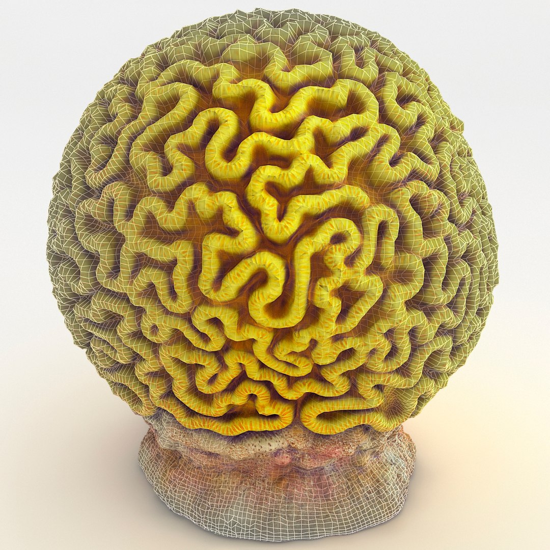 3d Brain Coral