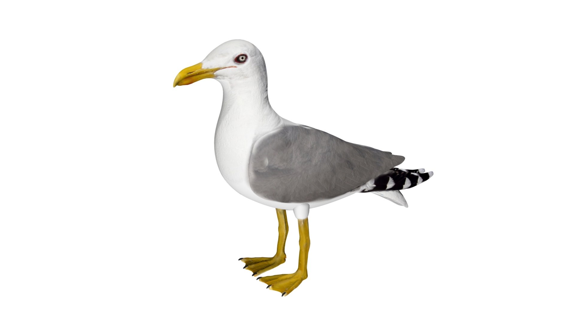 Seagull 3D Model - TurboSquid 1767044