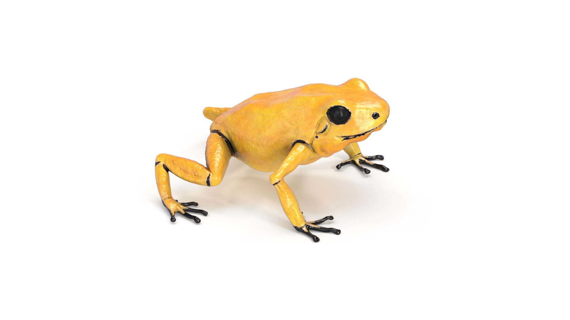 Golden Poison Dart Frog 3D Model - TurboSquid 2020918