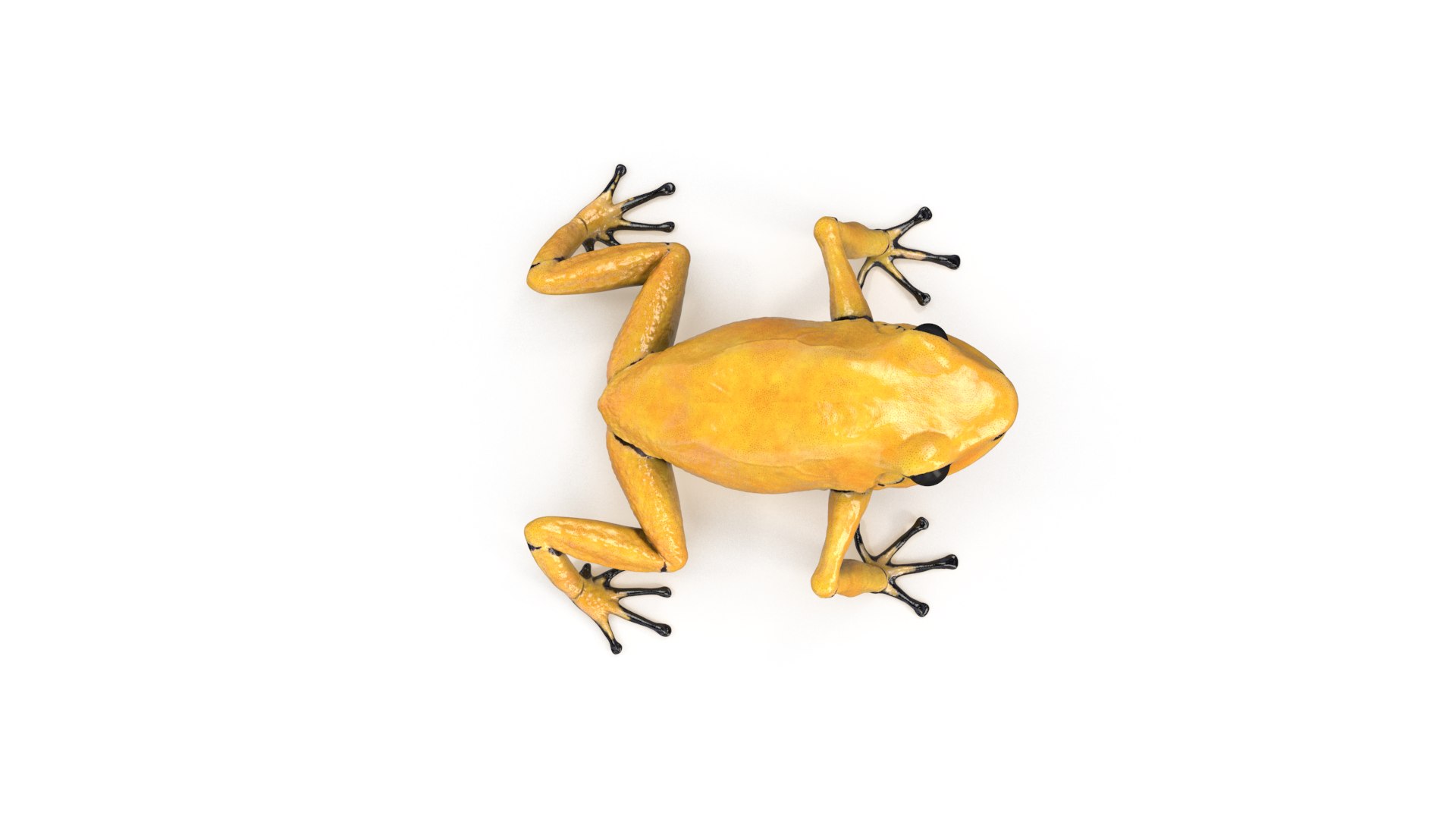 Golden Poison Dart Frog 3D Model - TurboSquid 2020918