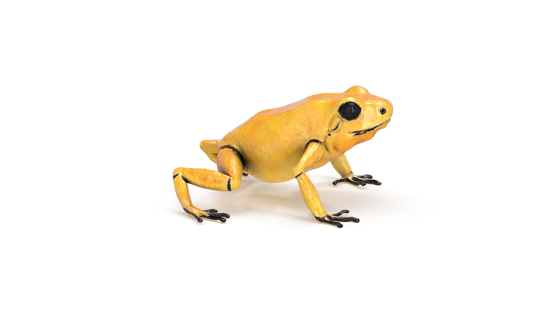 Golden Poison Dart Frog 3D Model - TurboSquid 2020918