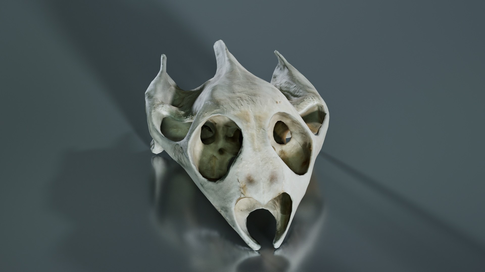 Parrot Head Skull Remastered Model - TurboSquid 2359847