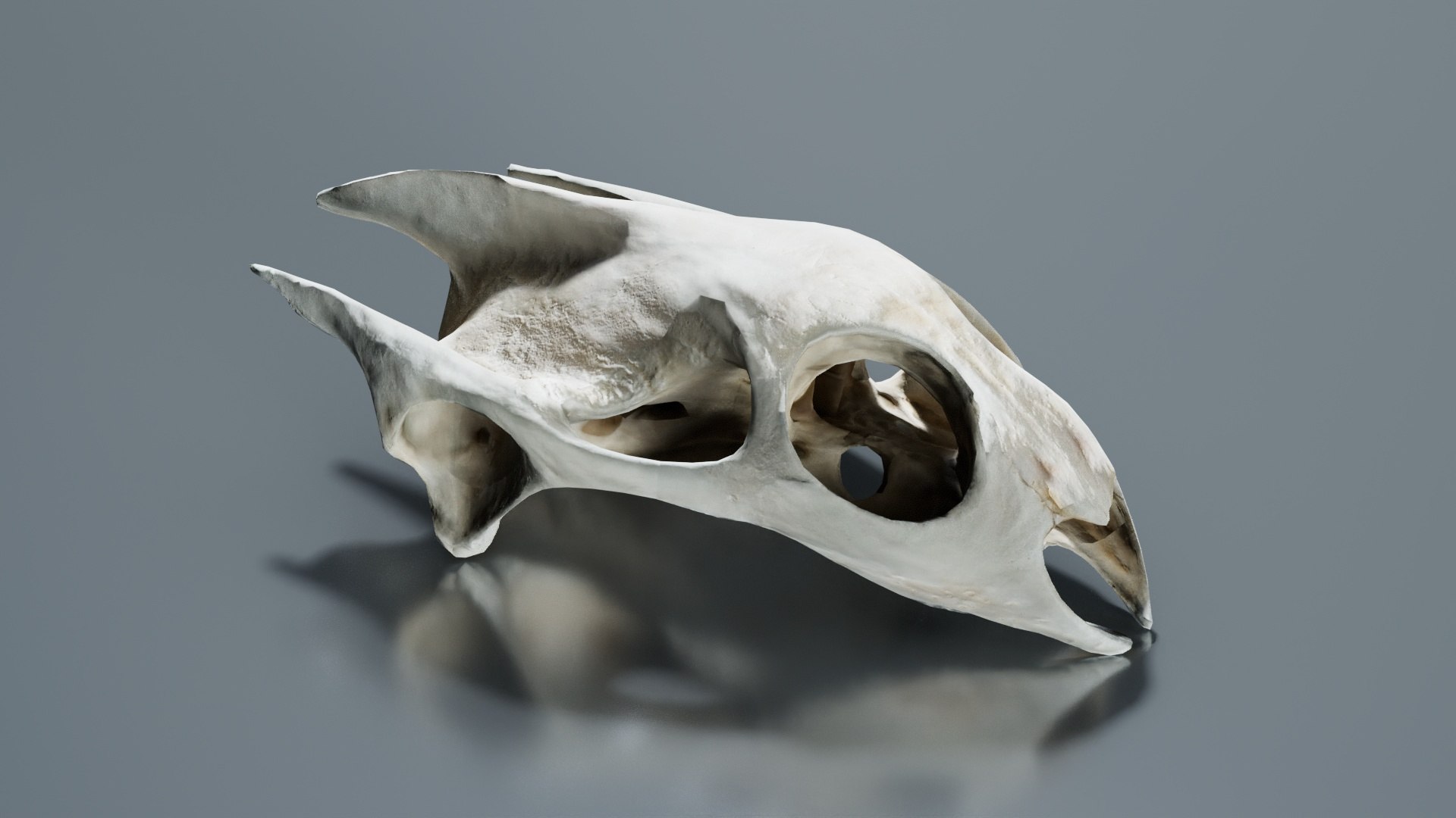 Parrot Head Skull Remastered Model - TurboSquid 2359847