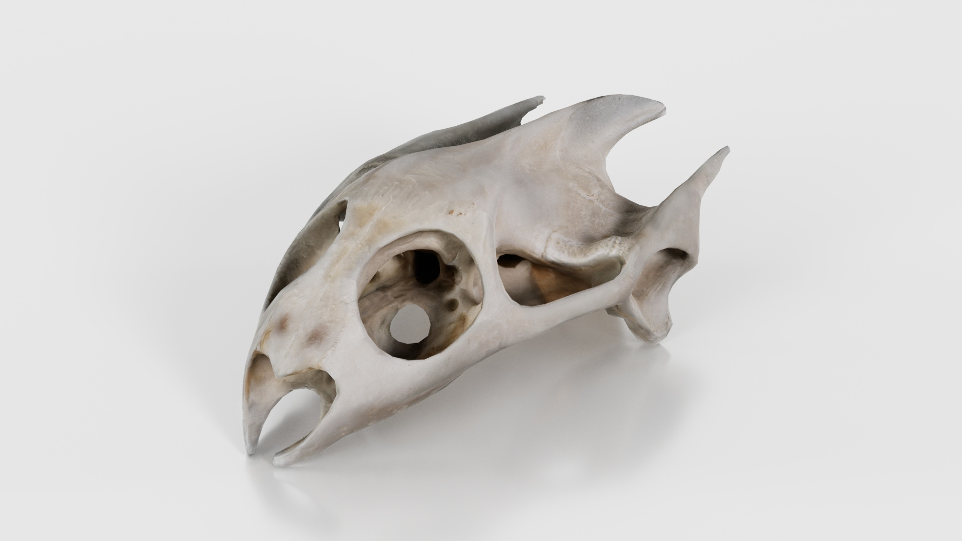 Parrot Head Skull Remastered Model - TurboSquid 2359847