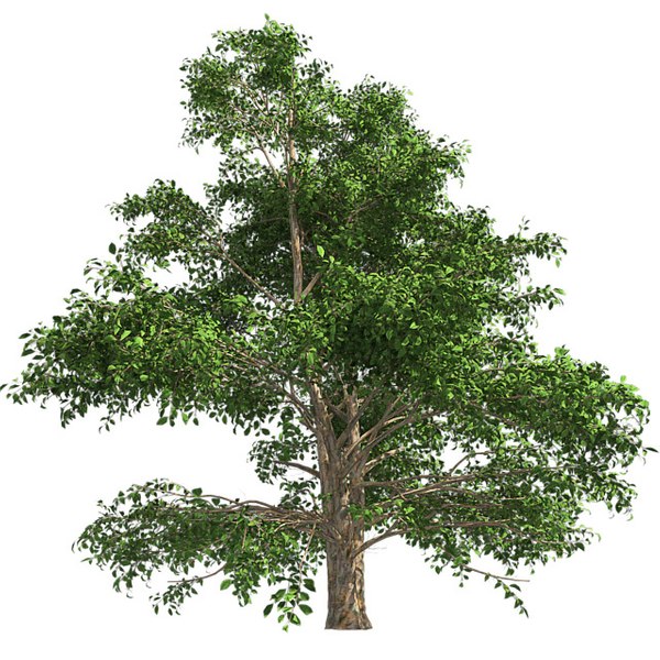 Tree 002 32 model - TurboSquid 1580072