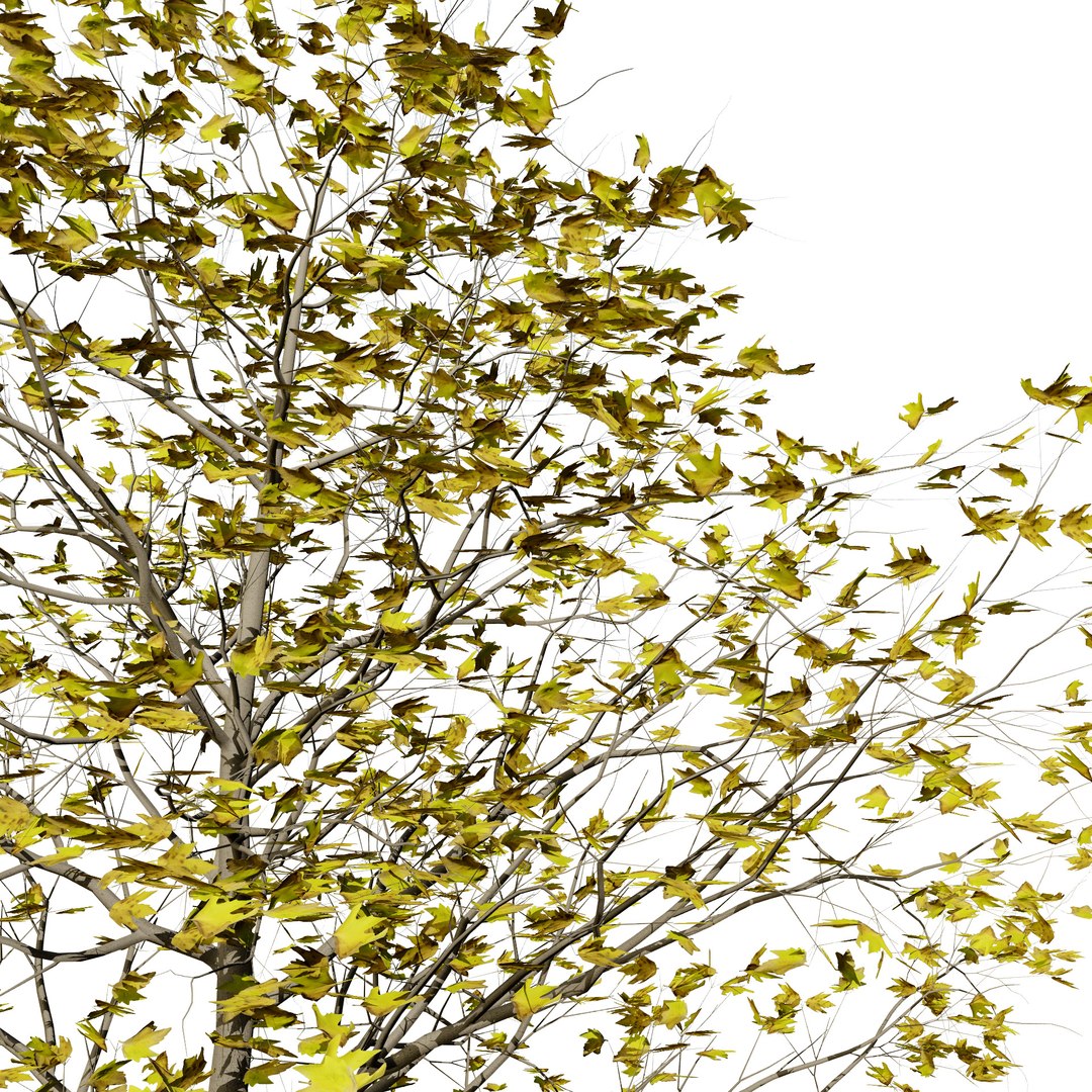 Realistic Plane Tree For Your Scenes 3D Model - TurboSquid 2267883
