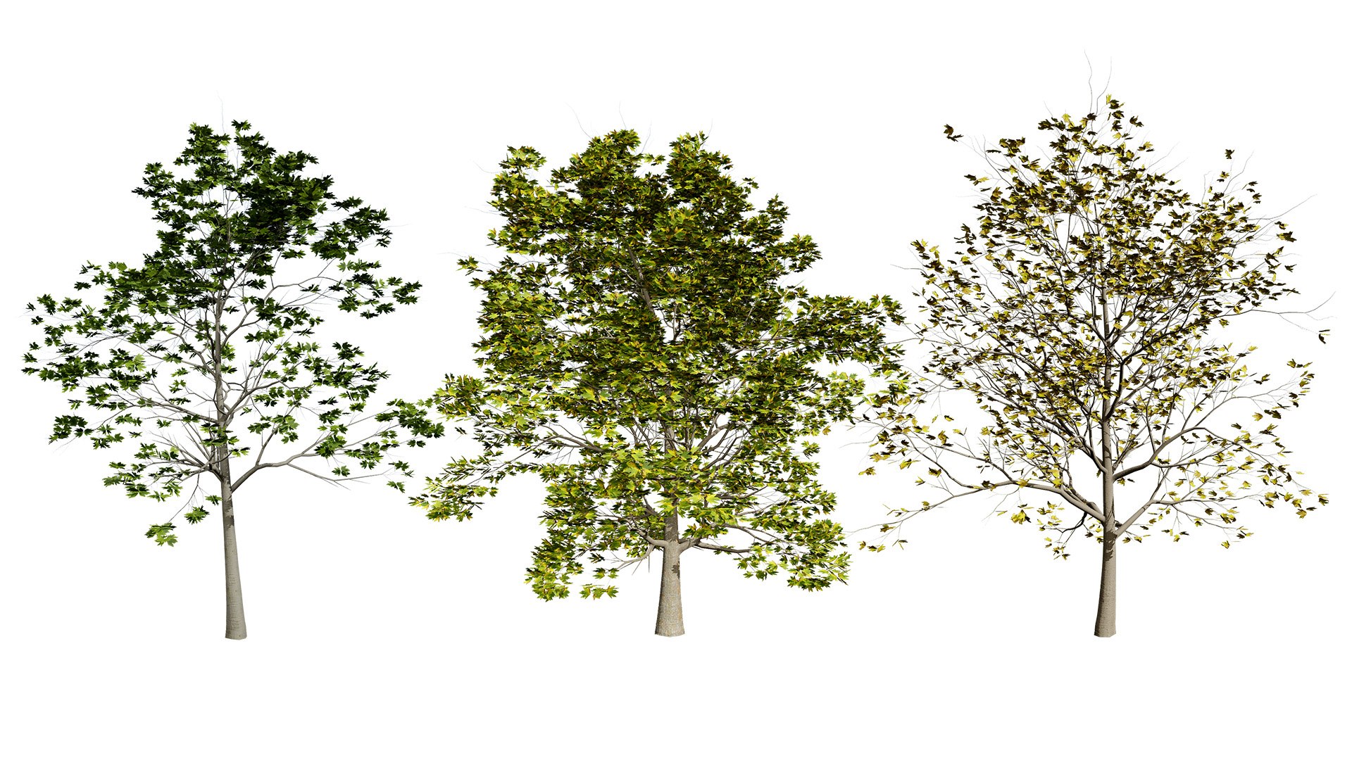 Realistic Plane Tree For Your Scenes 3D Model - TurboSquid 2267883