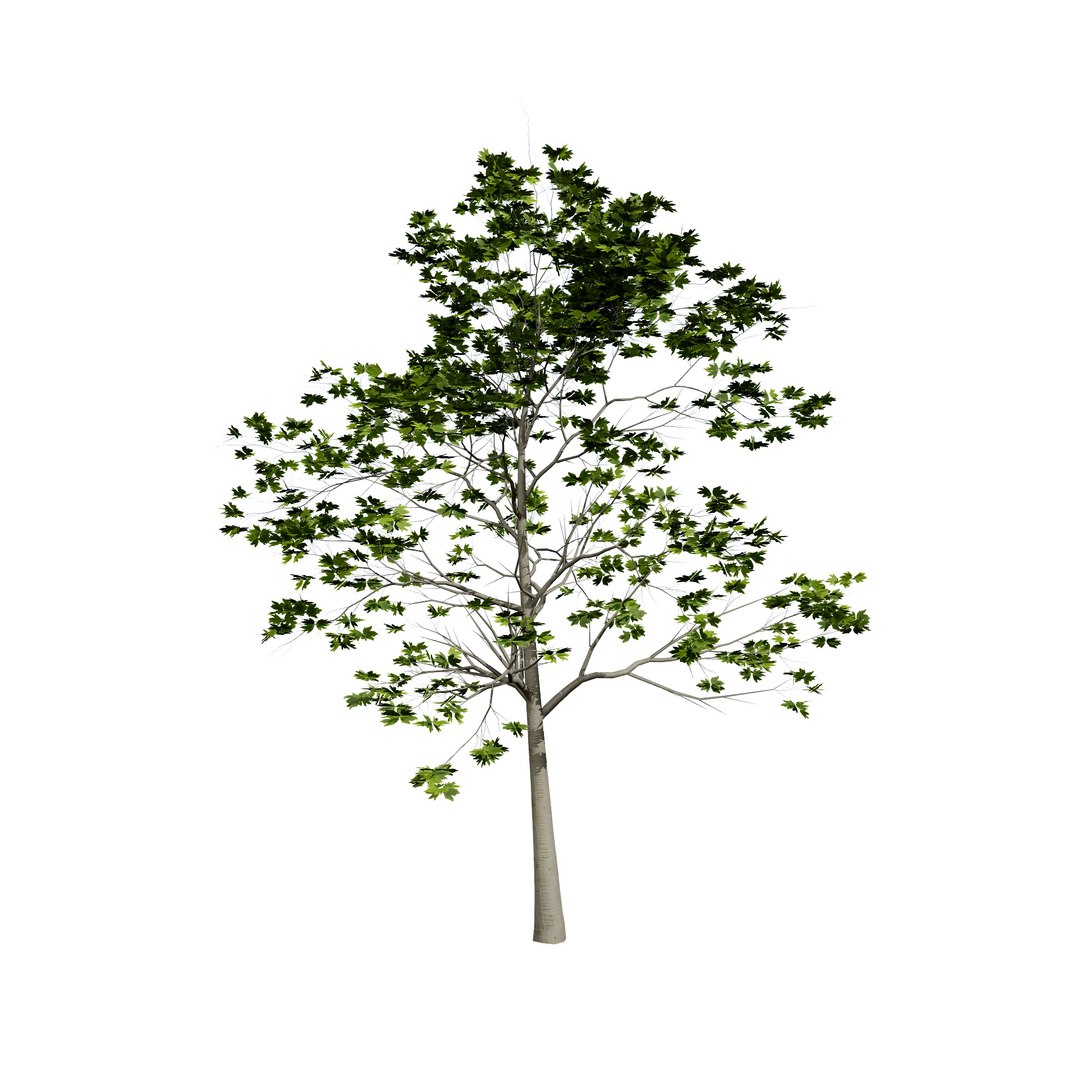 Realistic Plane Tree For Your Scenes 3D Model - TurboSquid 2267883