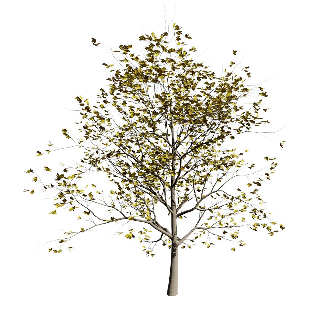 Realistic Plane Tree For Your Scenes 3D Model - TurboSquid 2267883