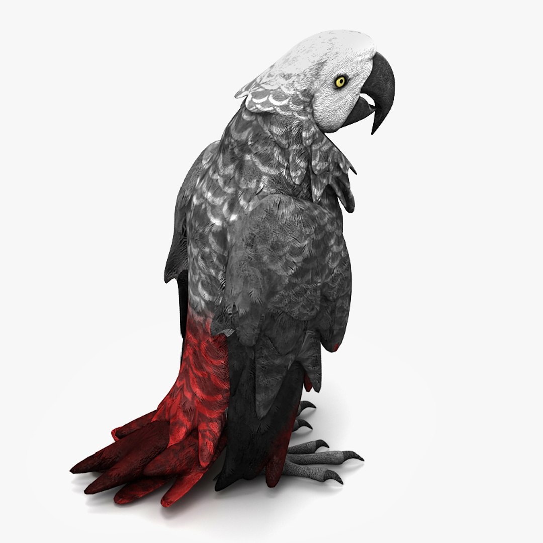 3d Model Parrot Species