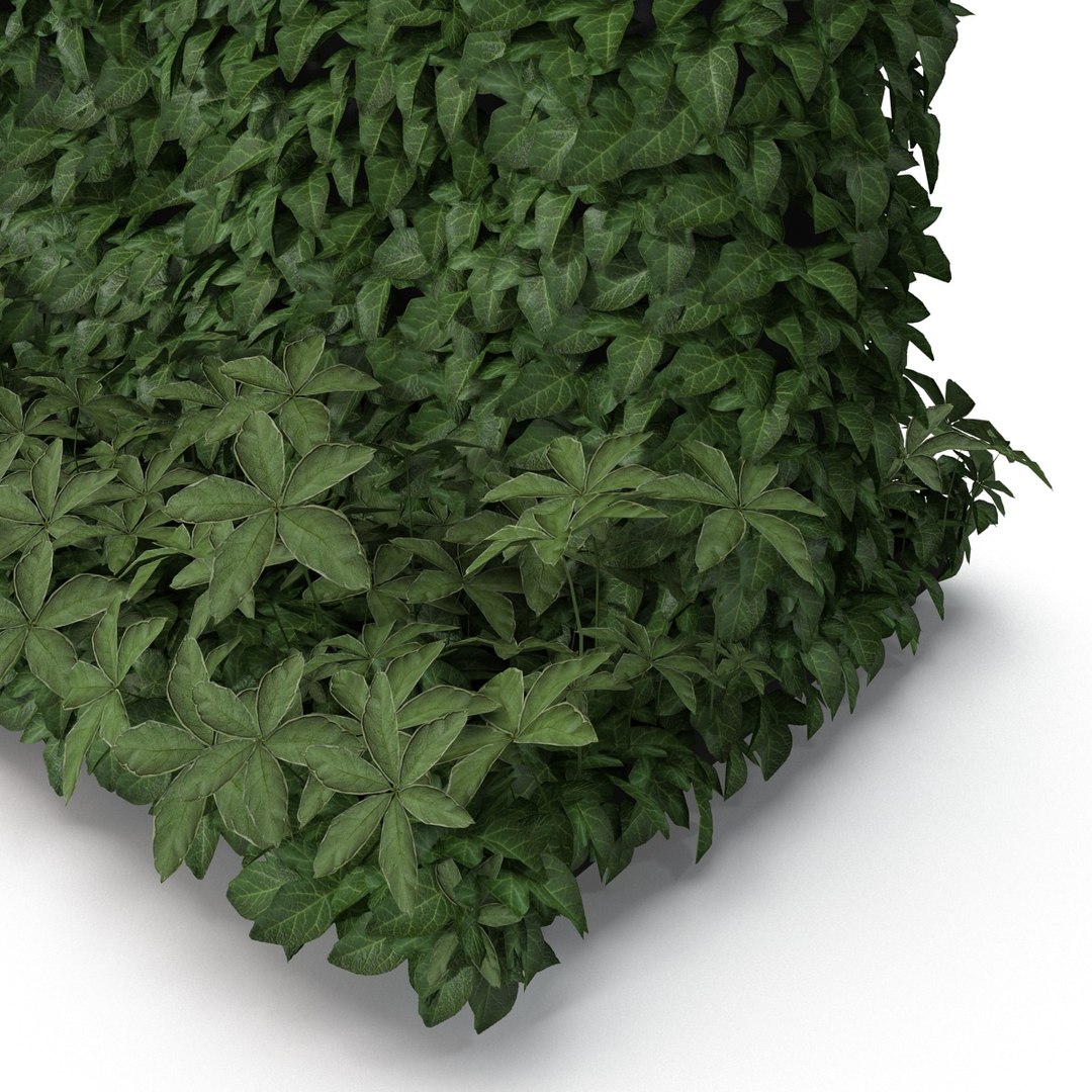 Green Ivy Wall 3d C4d