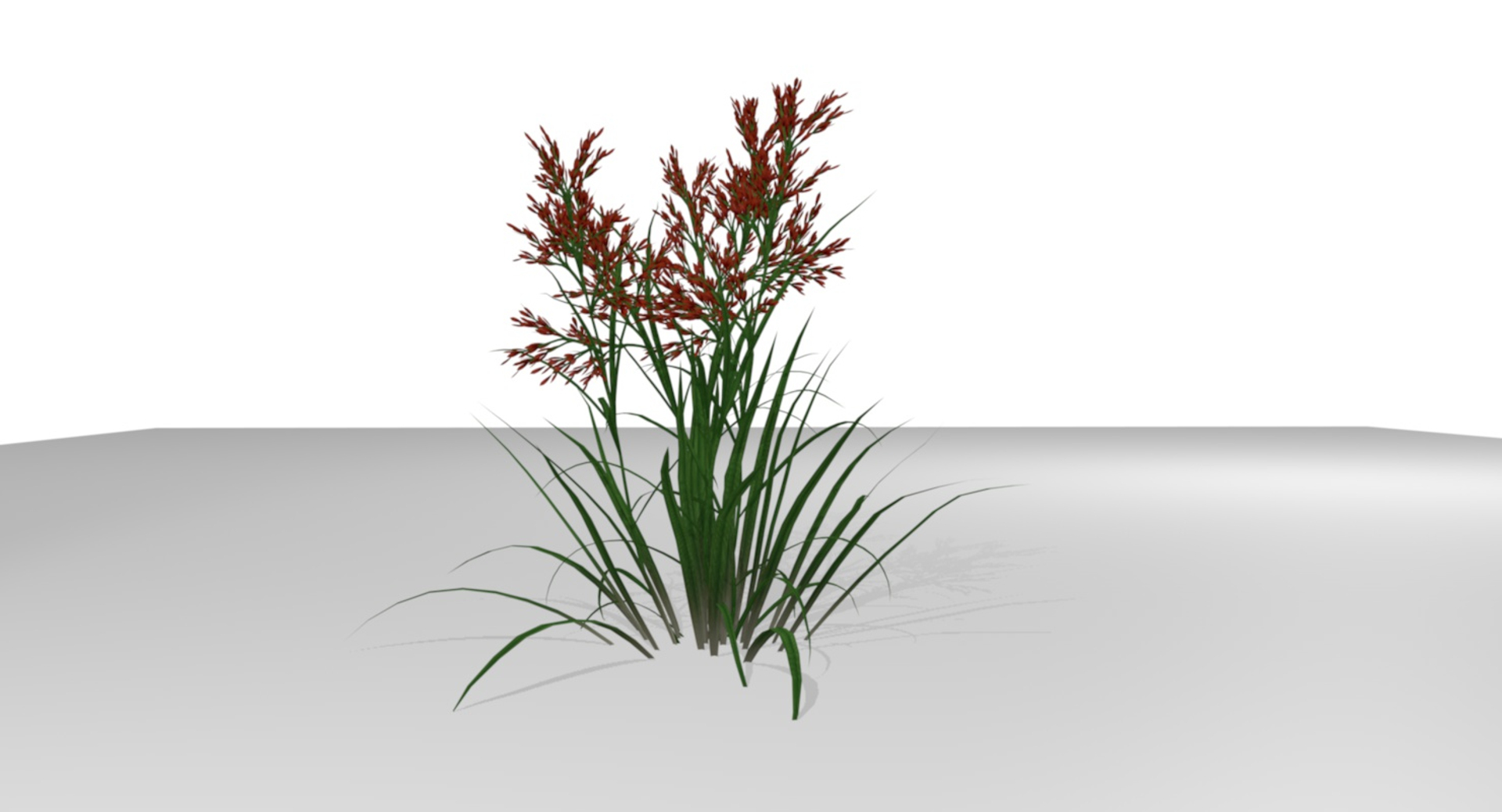 red tip grass flower 3ds