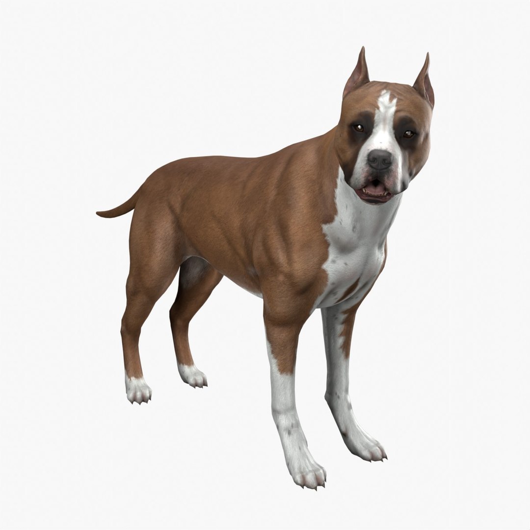 Pitbull 3D model - TurboSquid 2060258