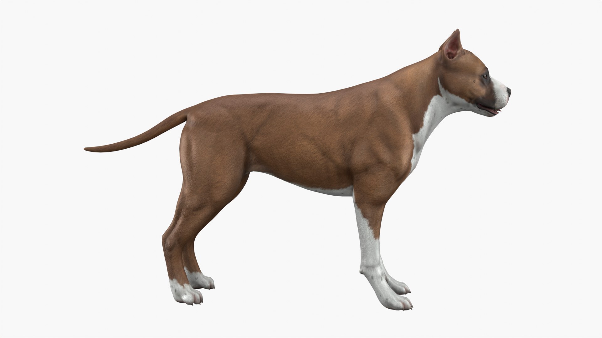Pitbull 3D model - TurboSquid 2060258