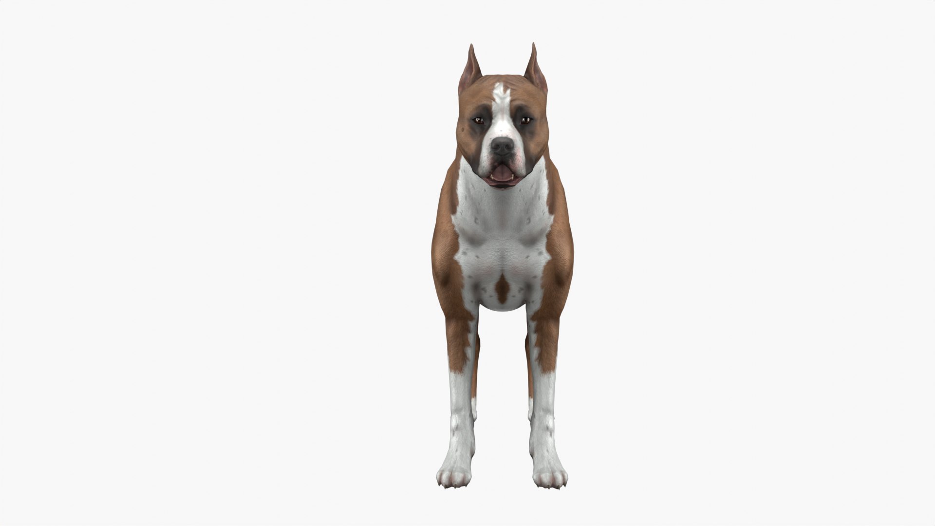 Pitbull 3D model - TurboSquid 2060258