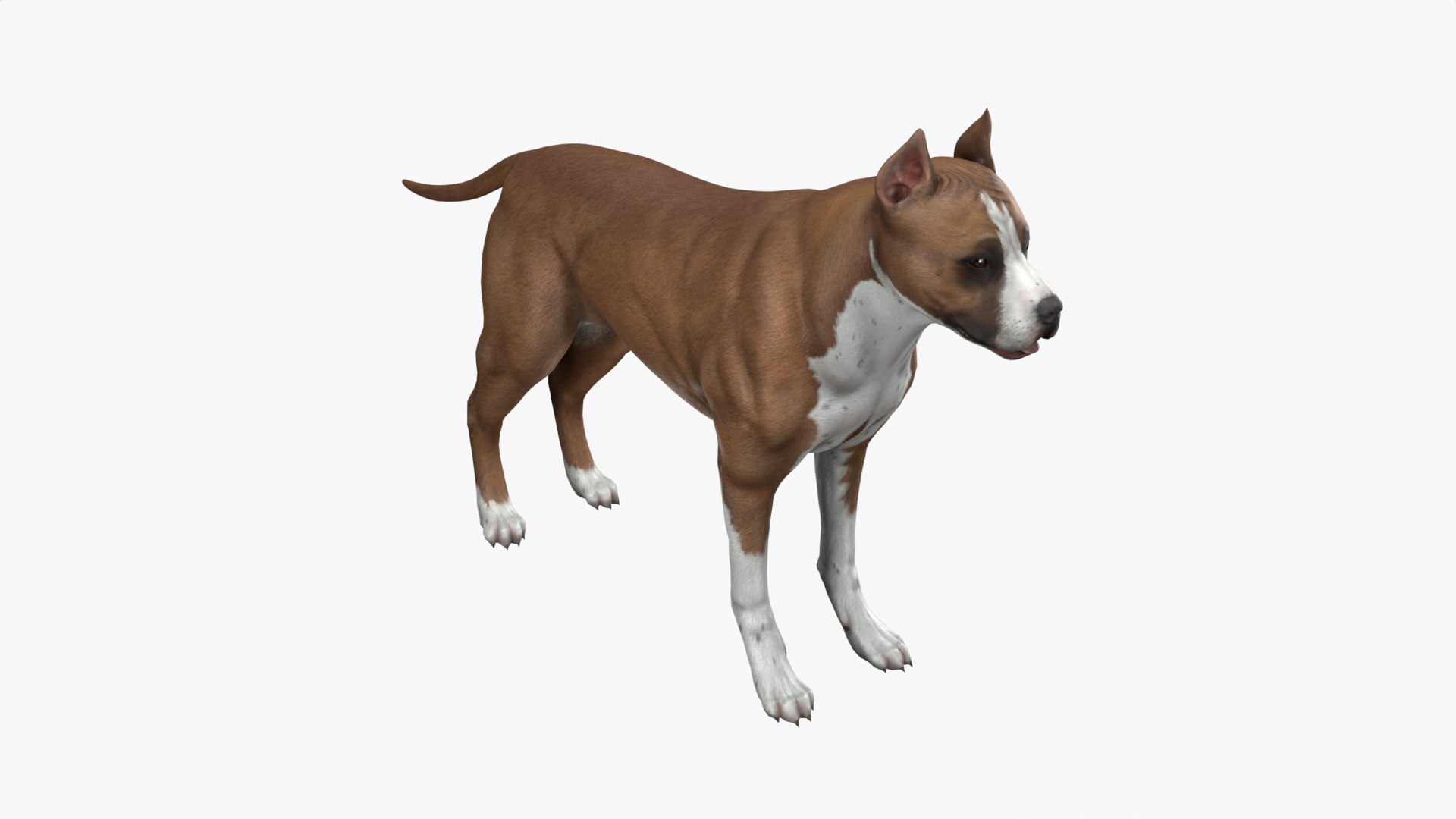 Pitbull 3D model - TurboSquid 2060258