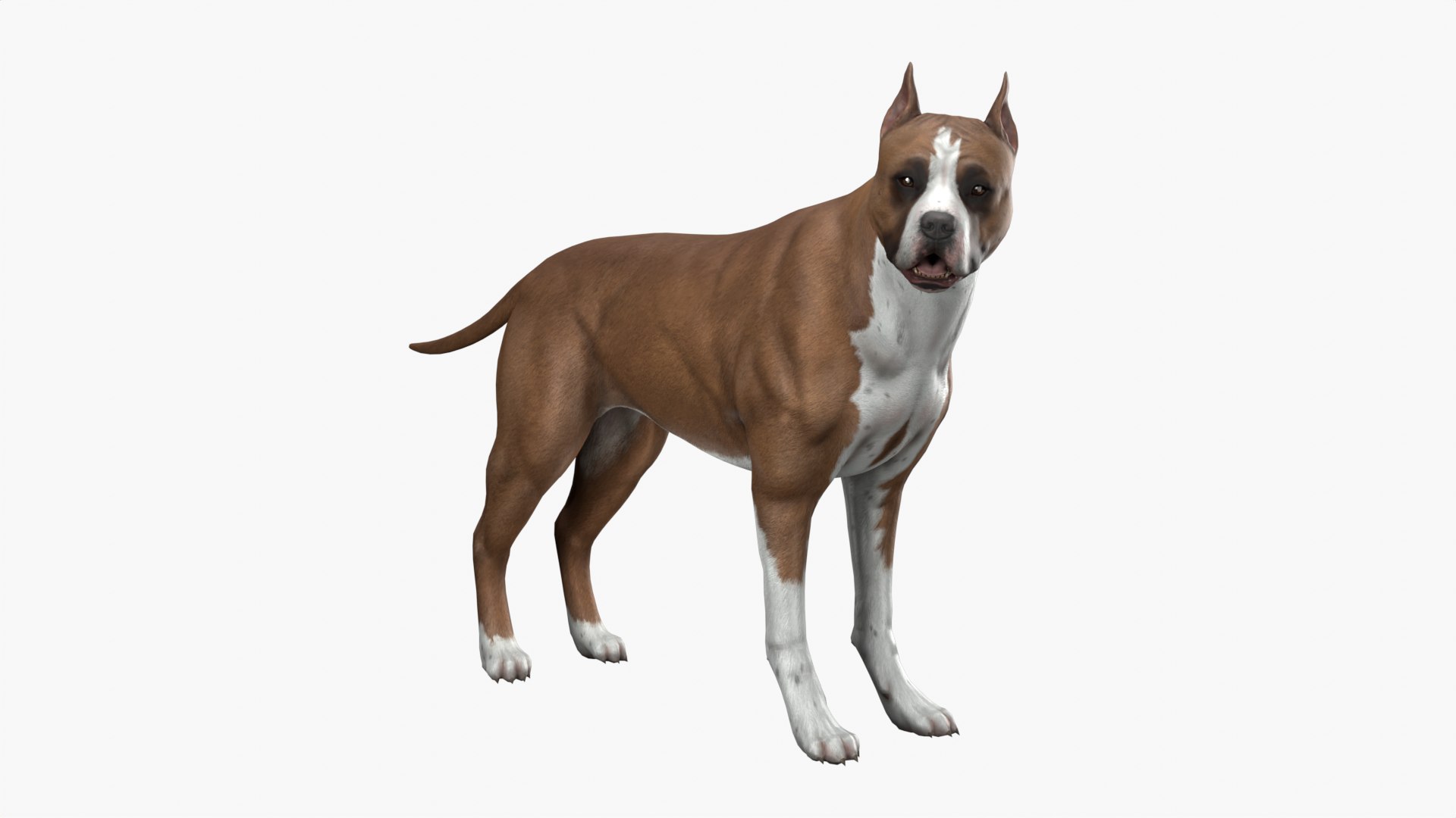 Pitbull 3D model - TurboSquid 2060258