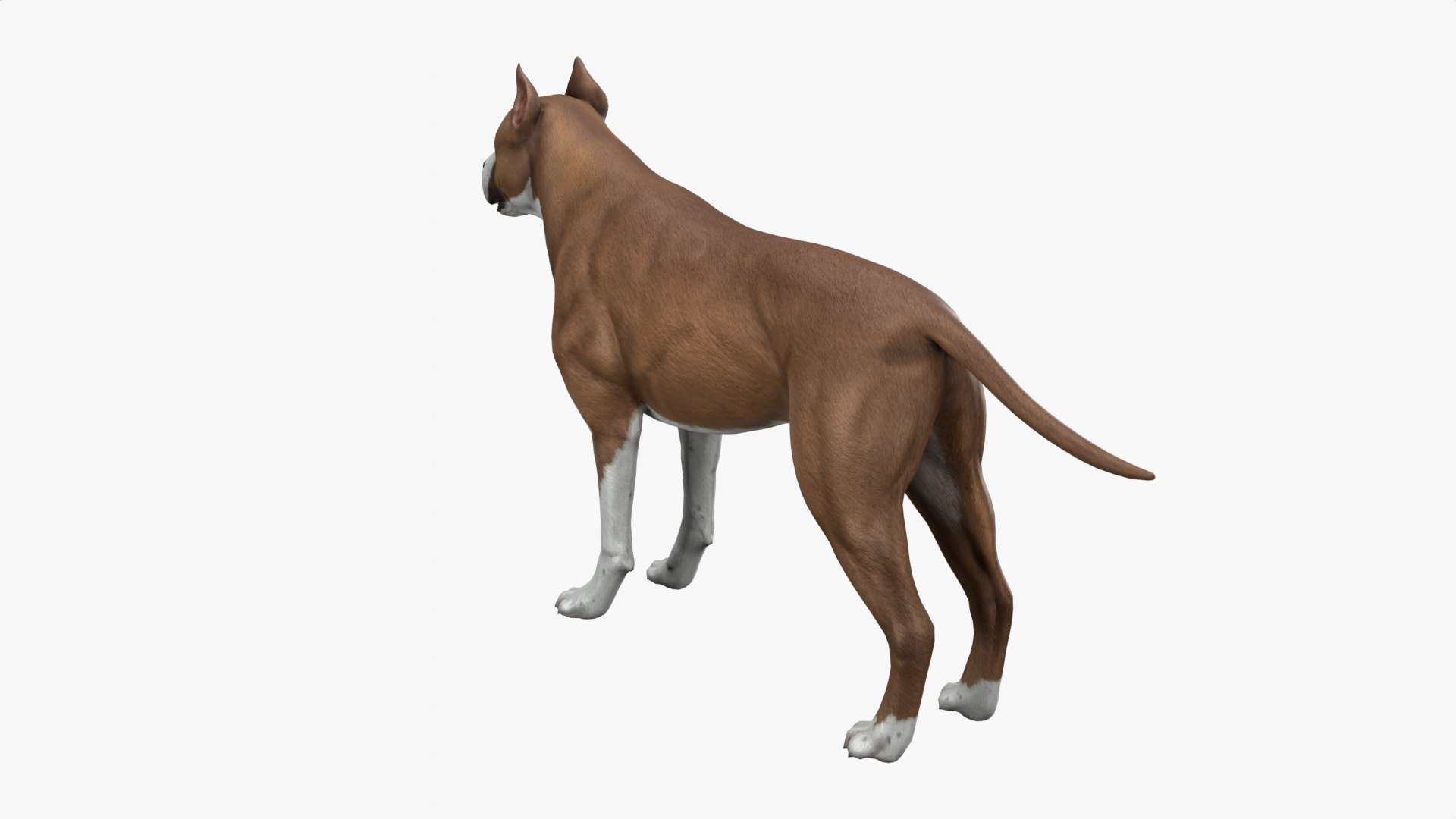 Pitbull 3D model - TurboSquid 2060258