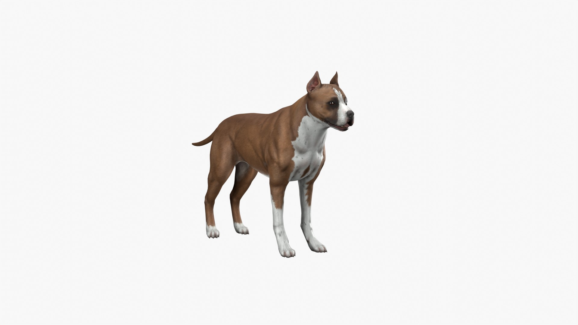 Pitbull 3D model - TurboSquid 2060258