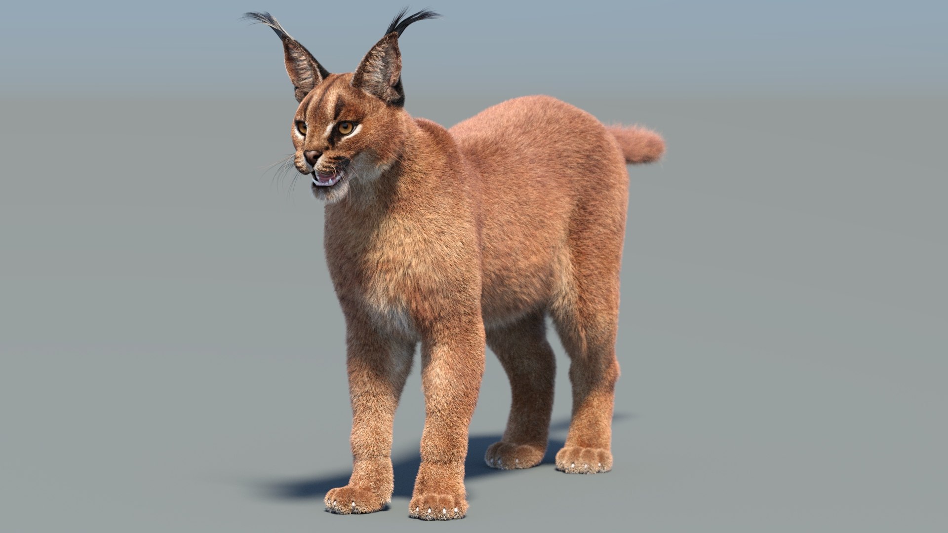 3D Model Caracal Fur - TurboSquid 2332021