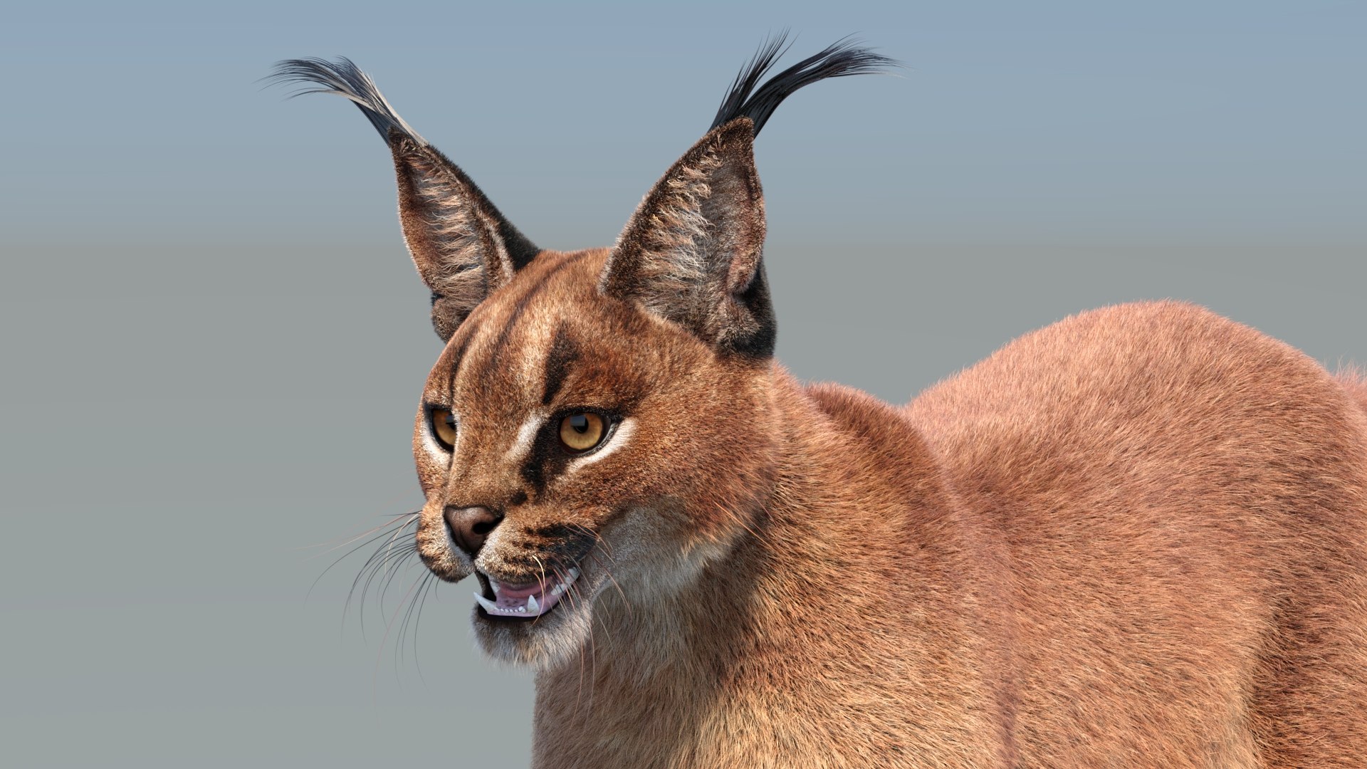 3D Model Caracal Fur - TurboSquid 2332021