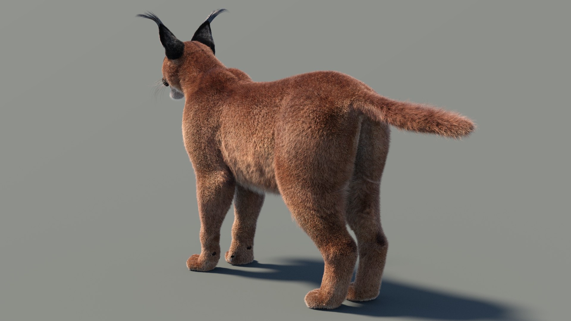 3D Model Caracal Fur - TurboSquid 2332021