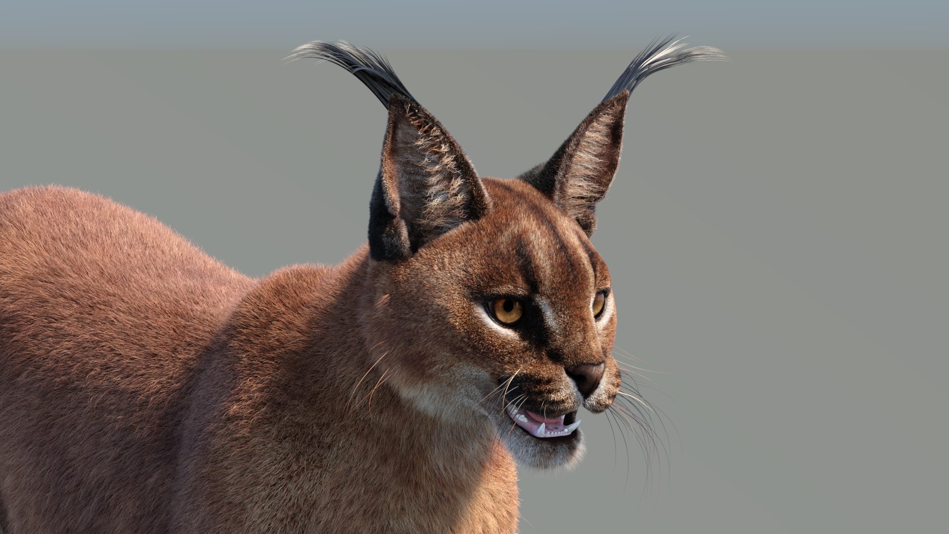 3D Model Caracal Fur - TurboSquid 2332021