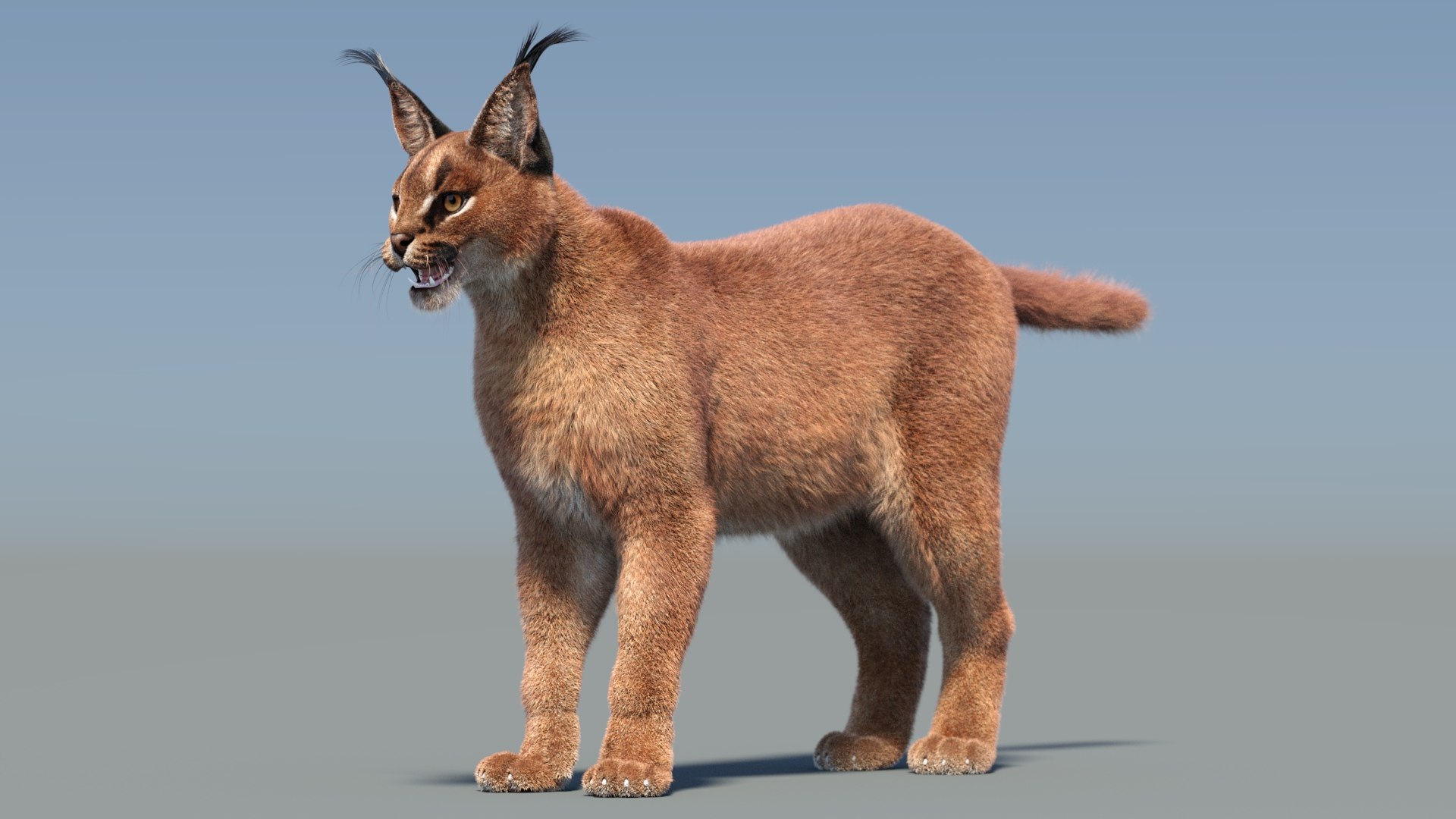 3D Model Caracal Fur - TurboSquid 2332021