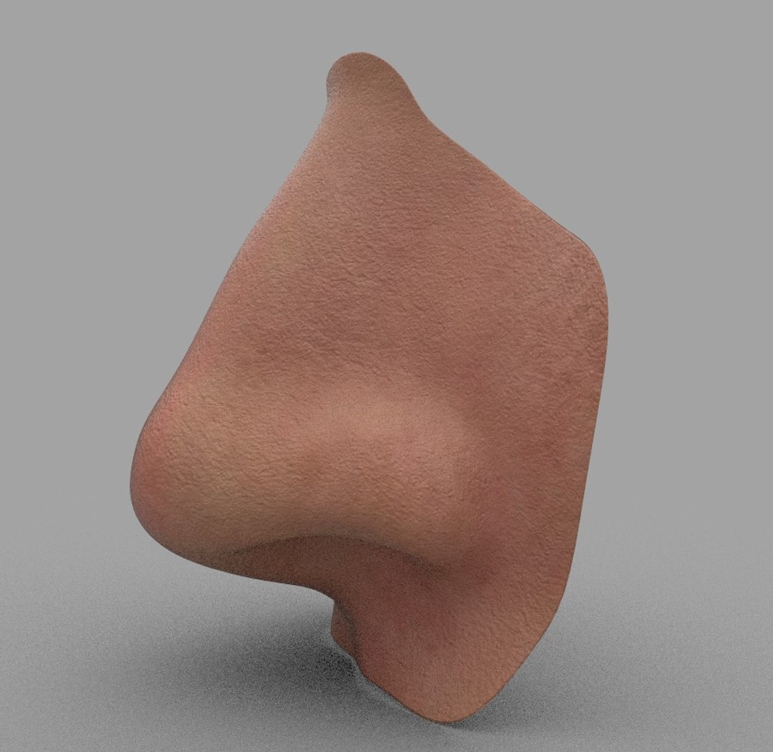 Nose Anatomy Head 3D Model - TurboSquid 1502383